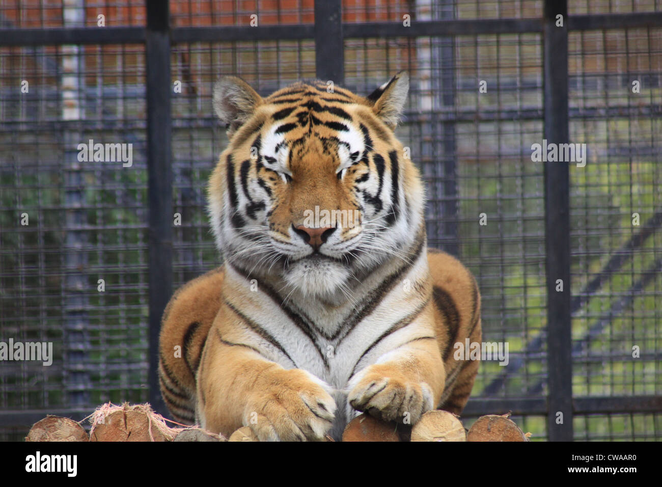 Romania. Bucharest. Zoo. Tiger Stock Photo - Alamy
