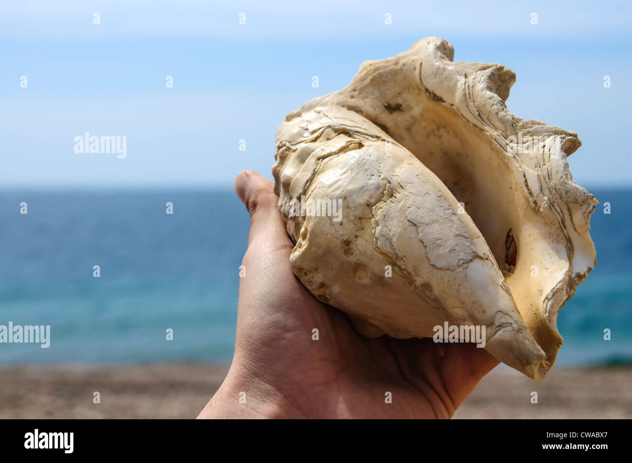 woman`s hand is holding huge shell on the sea background Stock Photo ...