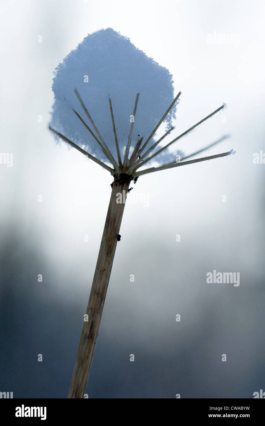 Riedlingen snowball on a branch Stock Photo - Alamy