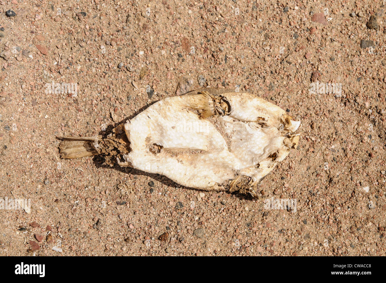 Dead small fish hi-res stock photography and images - Alamy