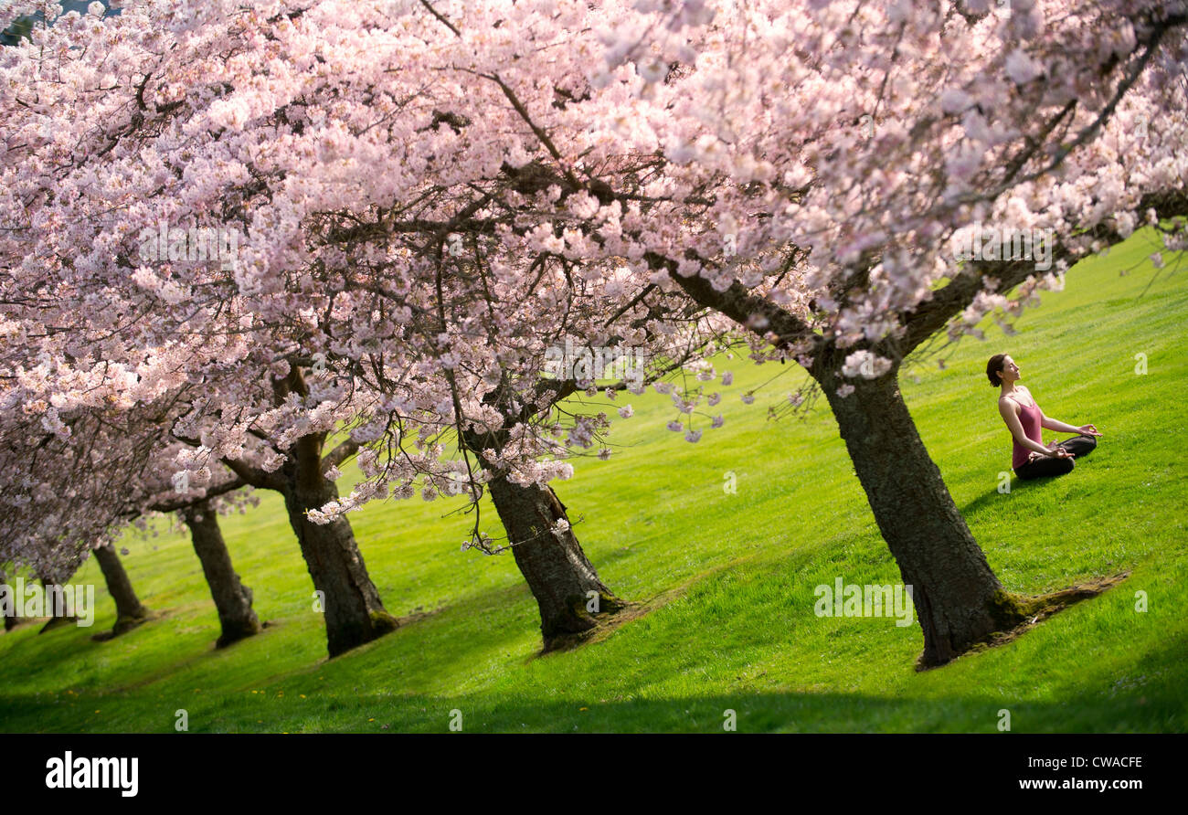 Woman in lotus position under cherry trees Stock Photo - Alamy