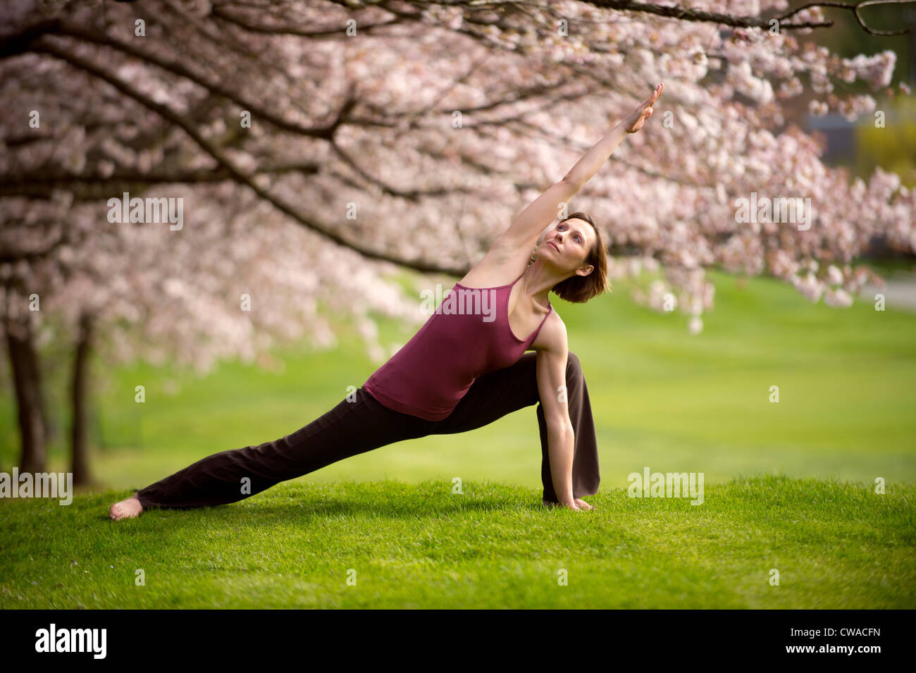 Woman in side angle yoga position under cherry tree Stock Photo - Alamy