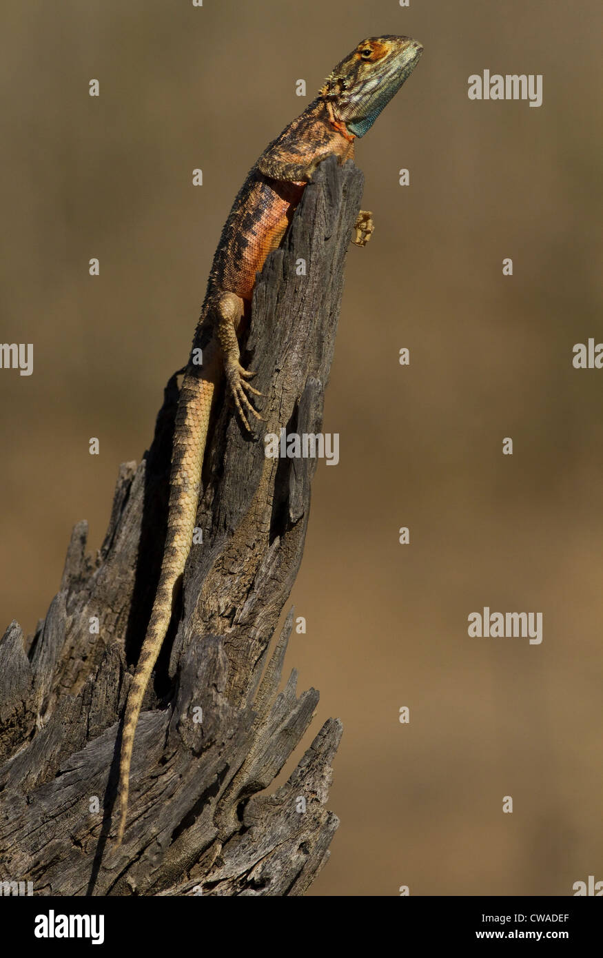 Blue headed agama lizard hi-res stock photography and images - Alamy