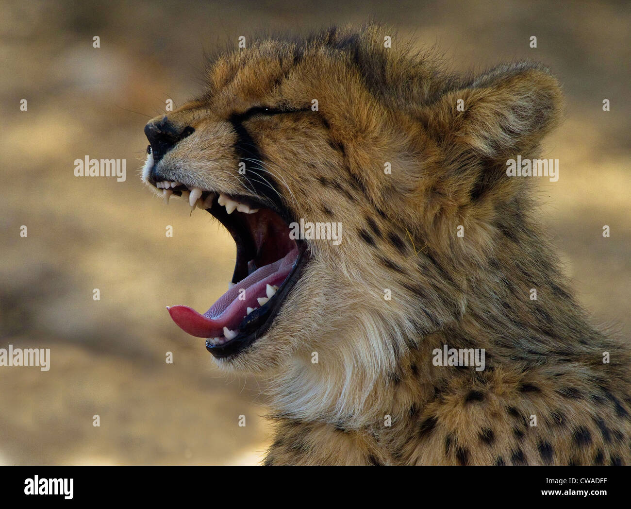 Cheetah Tongue Up Close