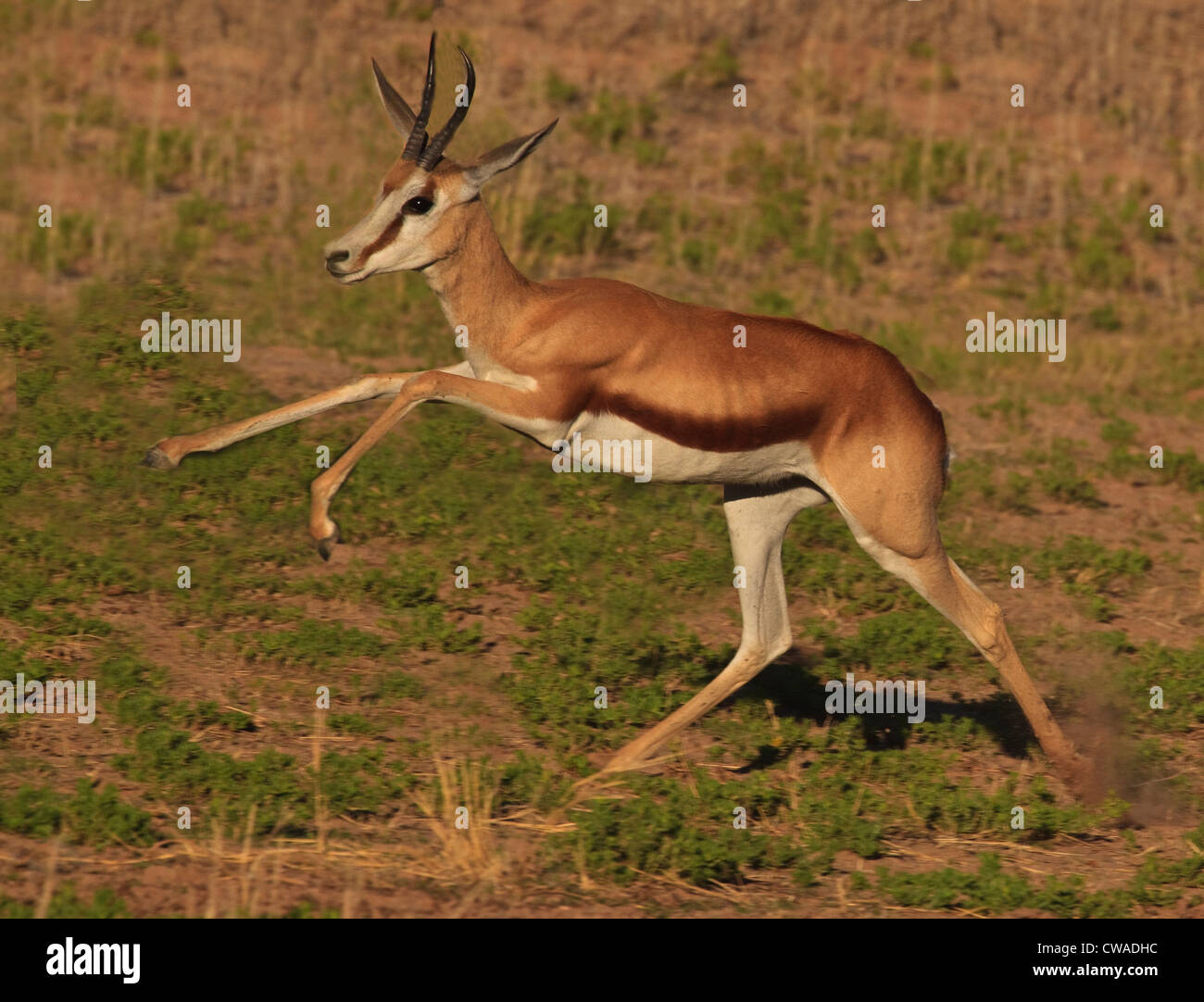 Leaping antelope hi-res stock photography and images - Alamy