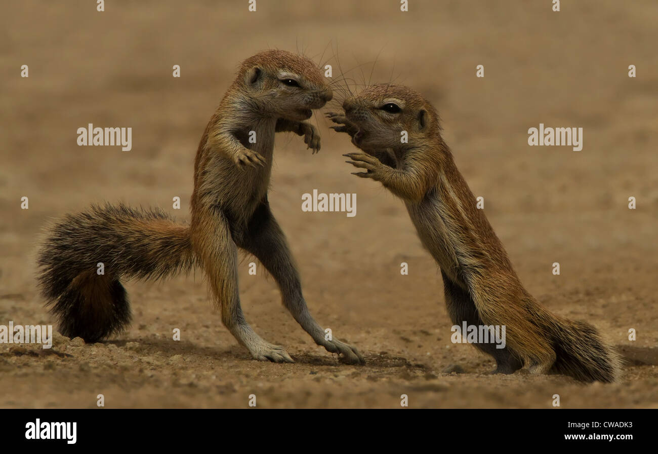 Young squirrels at play, Kgalagadi Transfrontier Park, Africa Stock ...