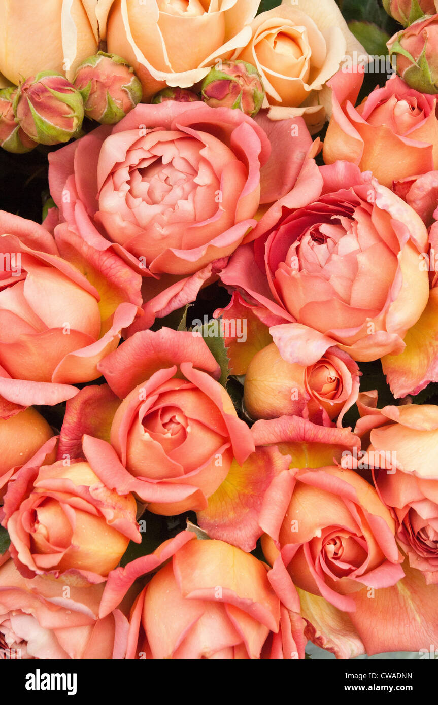 Peach coloured roses Stock Photo - Alamy