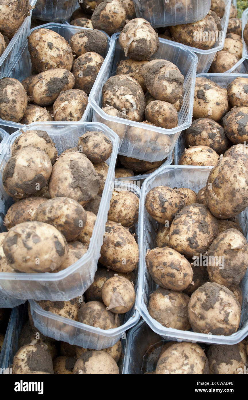 New potatoes in containers Stock Photo - Alamy