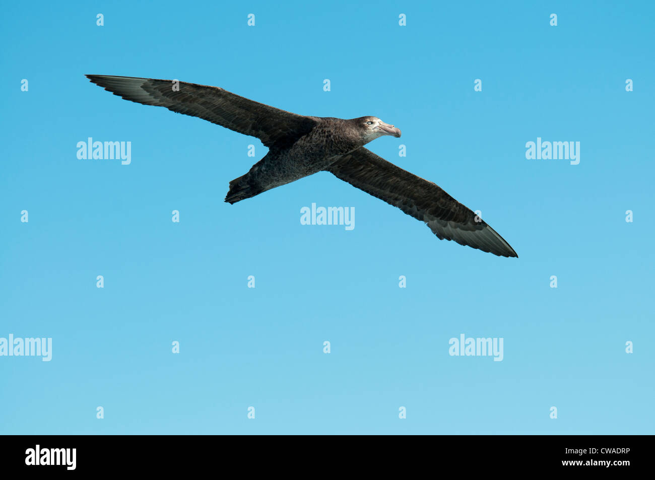 Northern Giant Petrel flying over the Pacific Ocean near the coastlilne ...