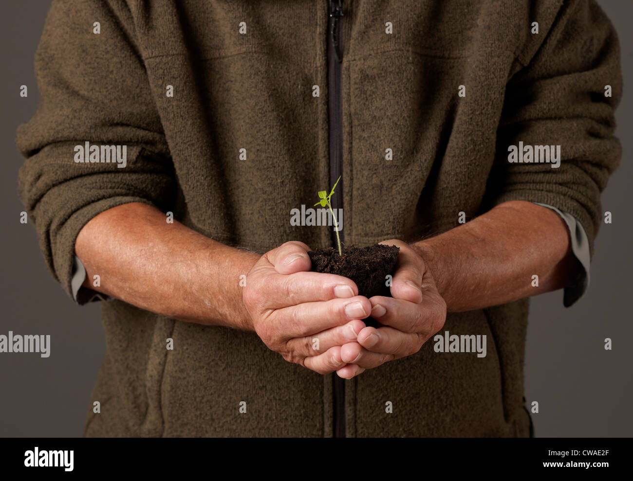 Man holding seedling Stock Photo - Alamy