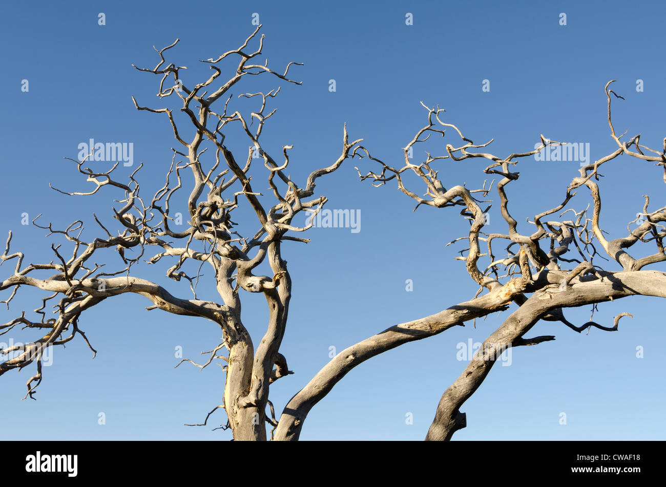 dead tree in the Grand Canyon in Arizona in the United States of ...