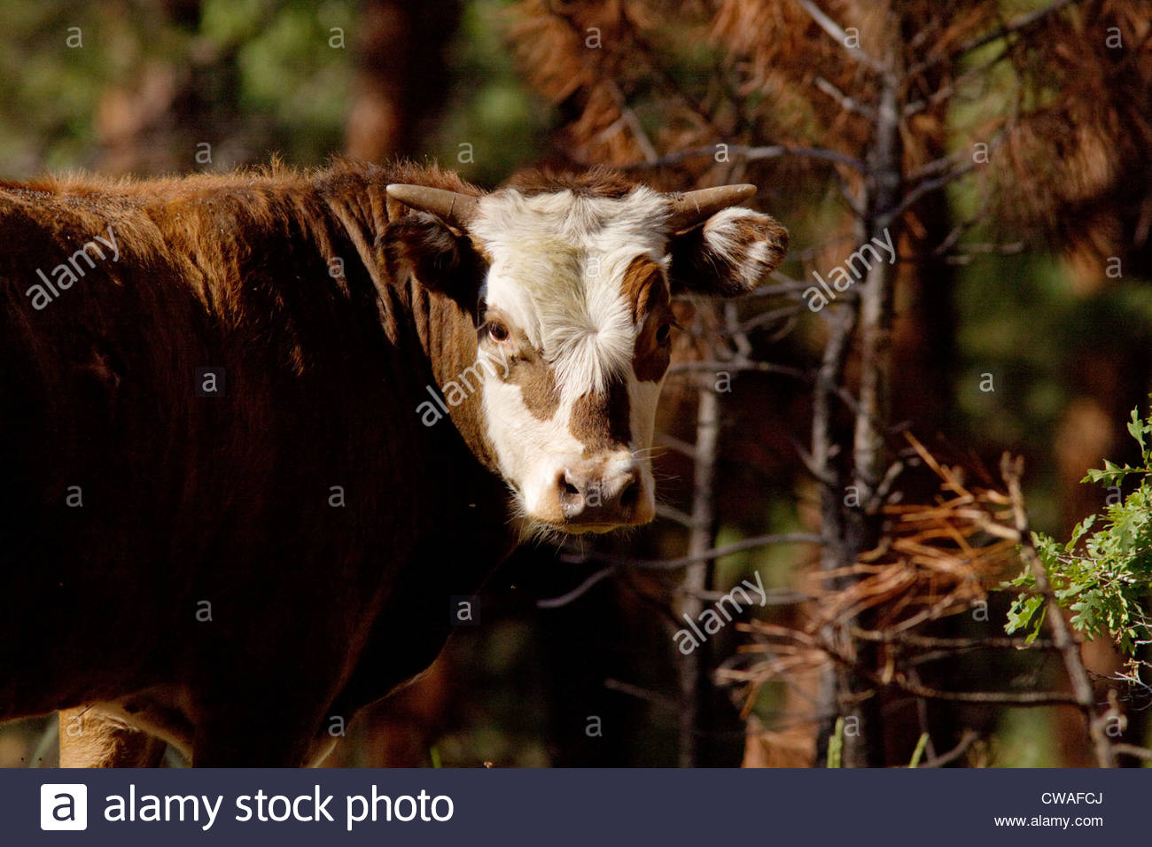 White Cattle With Horns Stock Photos & White Cattle With Horns Stock ...