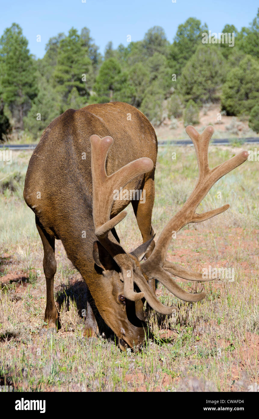 Arizona deer hi-res stock photography and images - Alamy