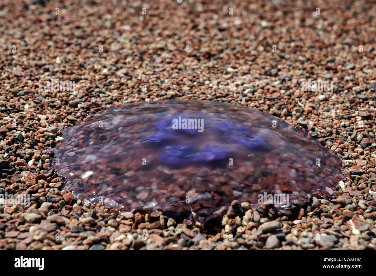 Jellyfish on land hi-res stock photography and images - Alamy