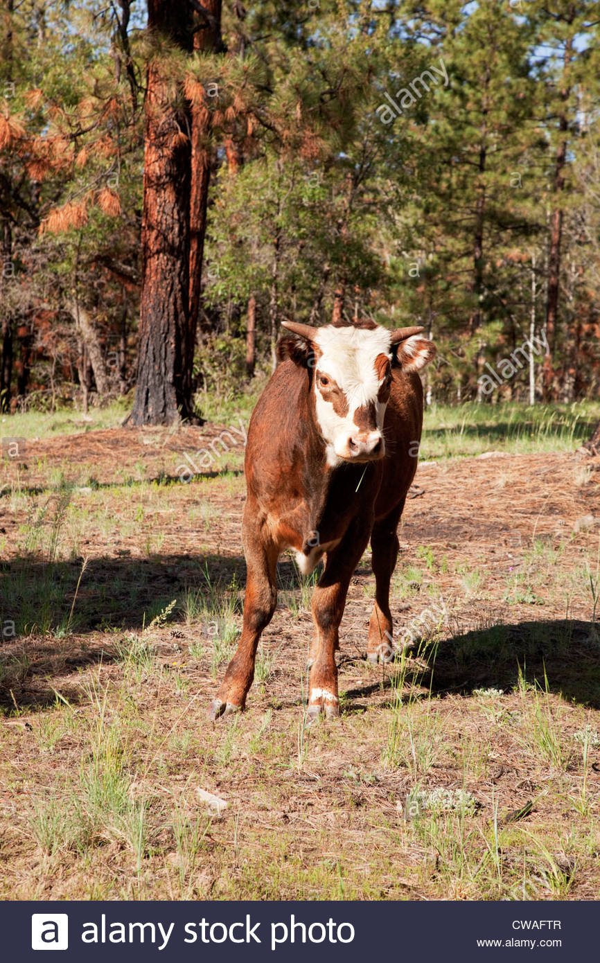Short Horns High Resolution Stock Photography and Images - Alamy