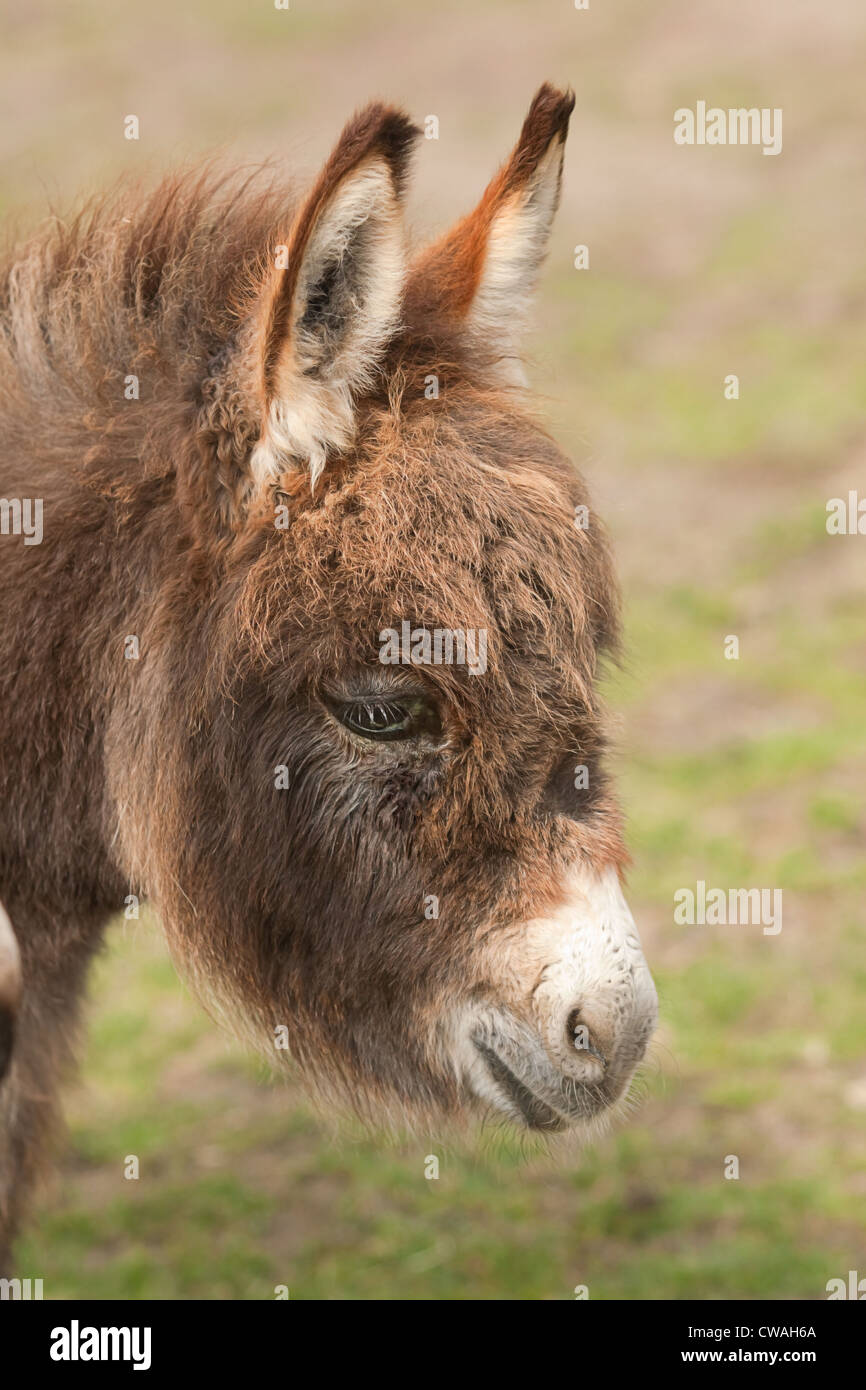 Donkey cross hi-res stock photography and images - Alamy
