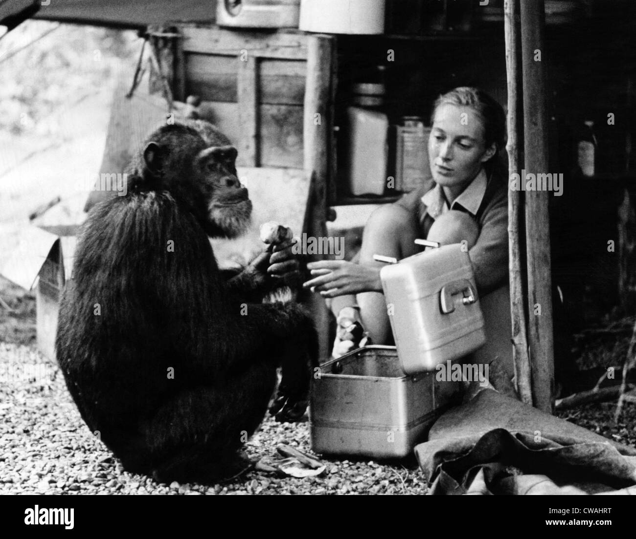 Jane goodall hi-res stock photography and images - Alamy