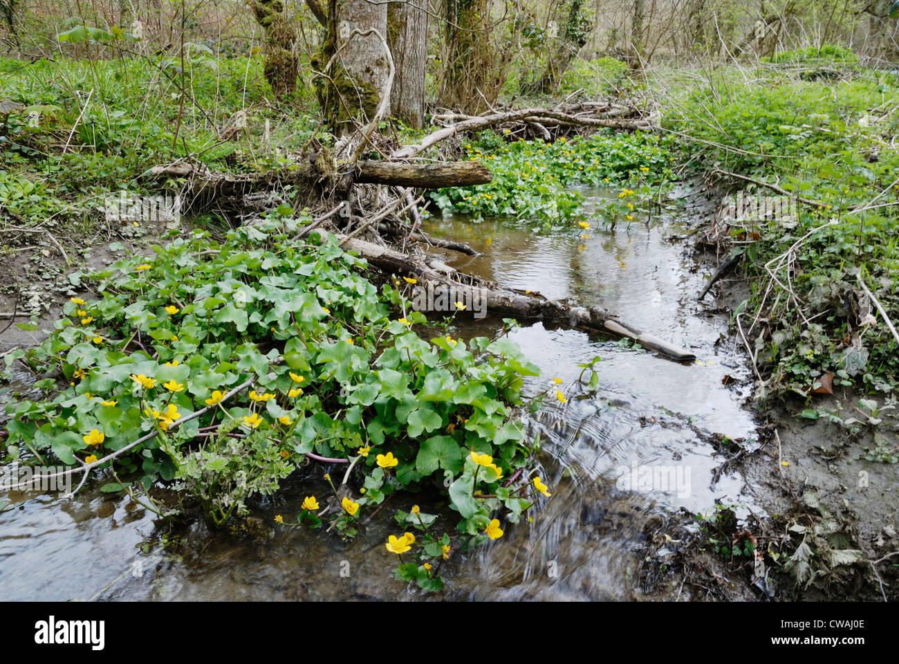 Clump of Kingcups, Caltha palustrisin a wet riverside ditch Wales, UK ...