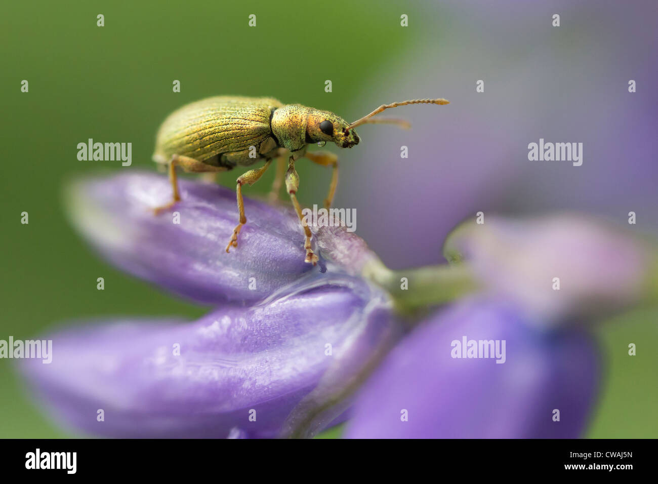 Nettle weevil (Phyllobius pomaceus) on bluebell. Surrey, UK Stock Photo ...