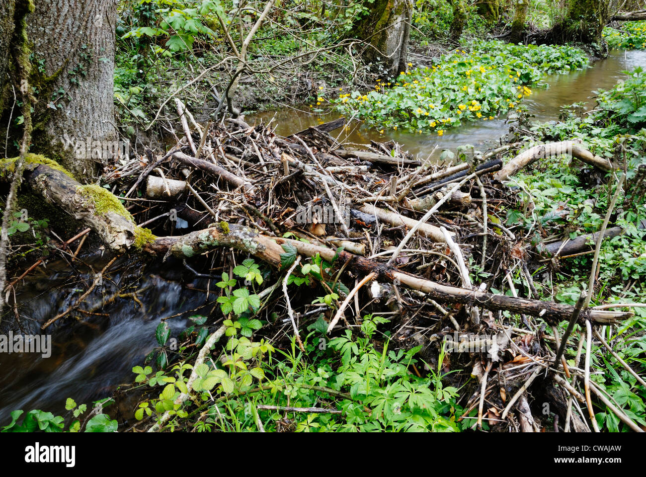 Freshwater habitat uk hi-res stock photography and images - Alamy
