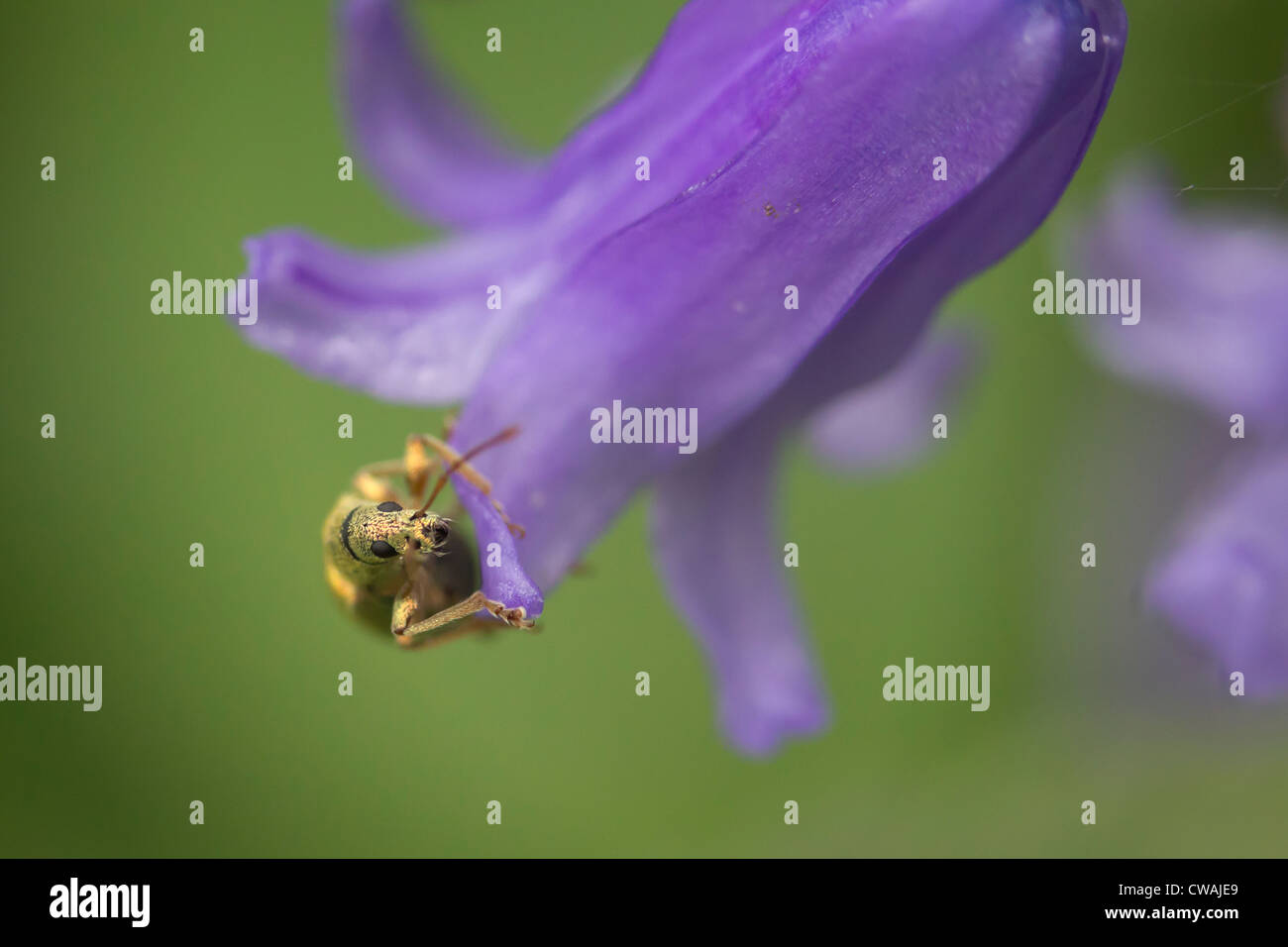 Nettle weevil (Phyllobius pomaceus) on bluebell. Surrey, UK Stock Photo ...