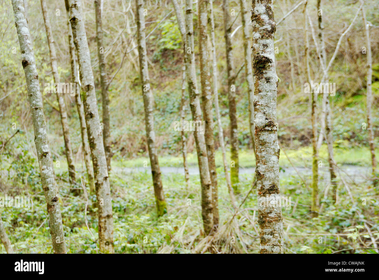 Alder tree trunks, Alnus glutinosa, Wales Stock Photo: 50021375 - Alamy