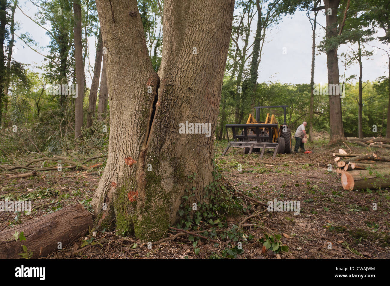forestry commission tree felling lumberjack management unmanaged ...