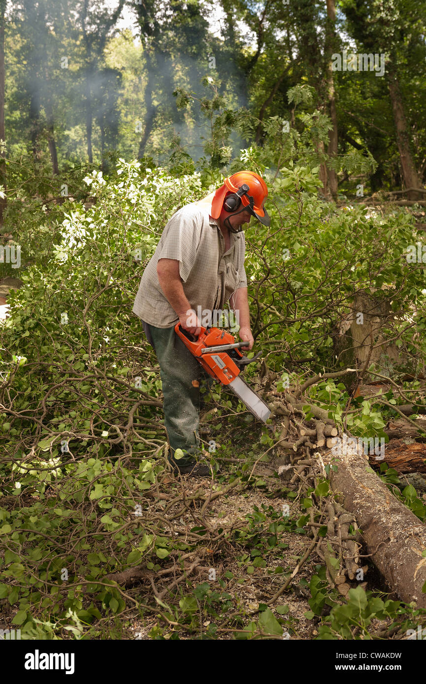forestry commission tree felling lumberjack management unmanaged ...