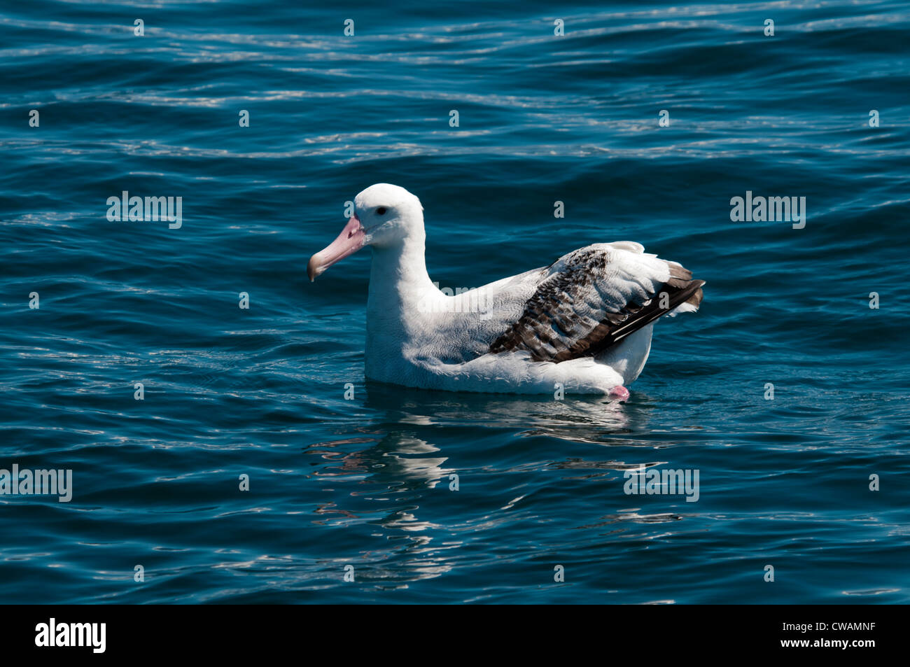 Wandering Albatross swimming in the Pacific Ocean near the coast off ...