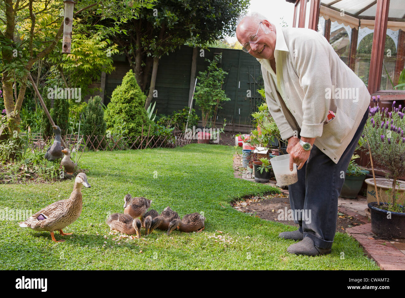 Senior man feeding ducks in garden Stock Photo - Alamy