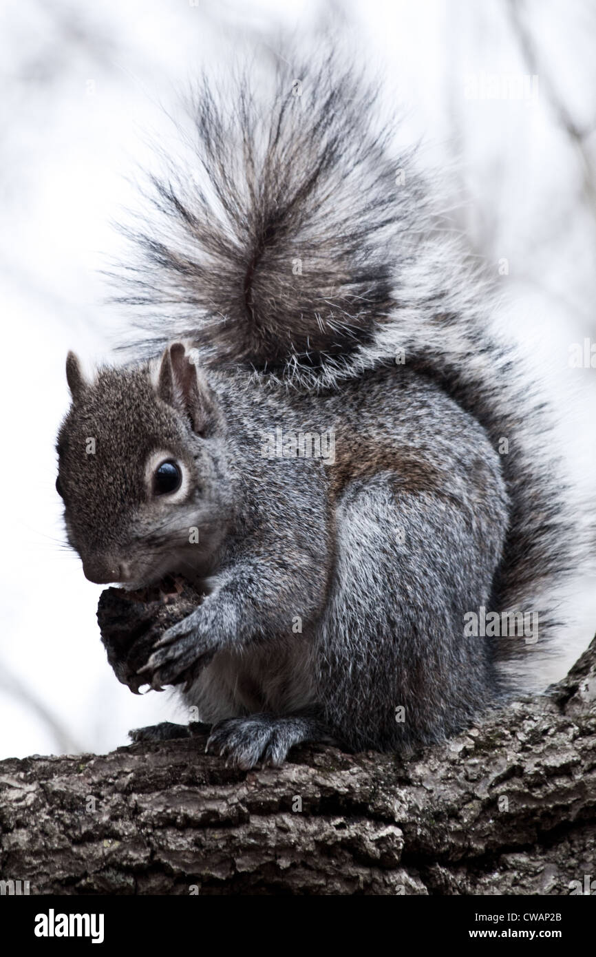 Eastern Gray Squirrel, Highbanks Metro Park, Powell, Ohio Stock Photo ...