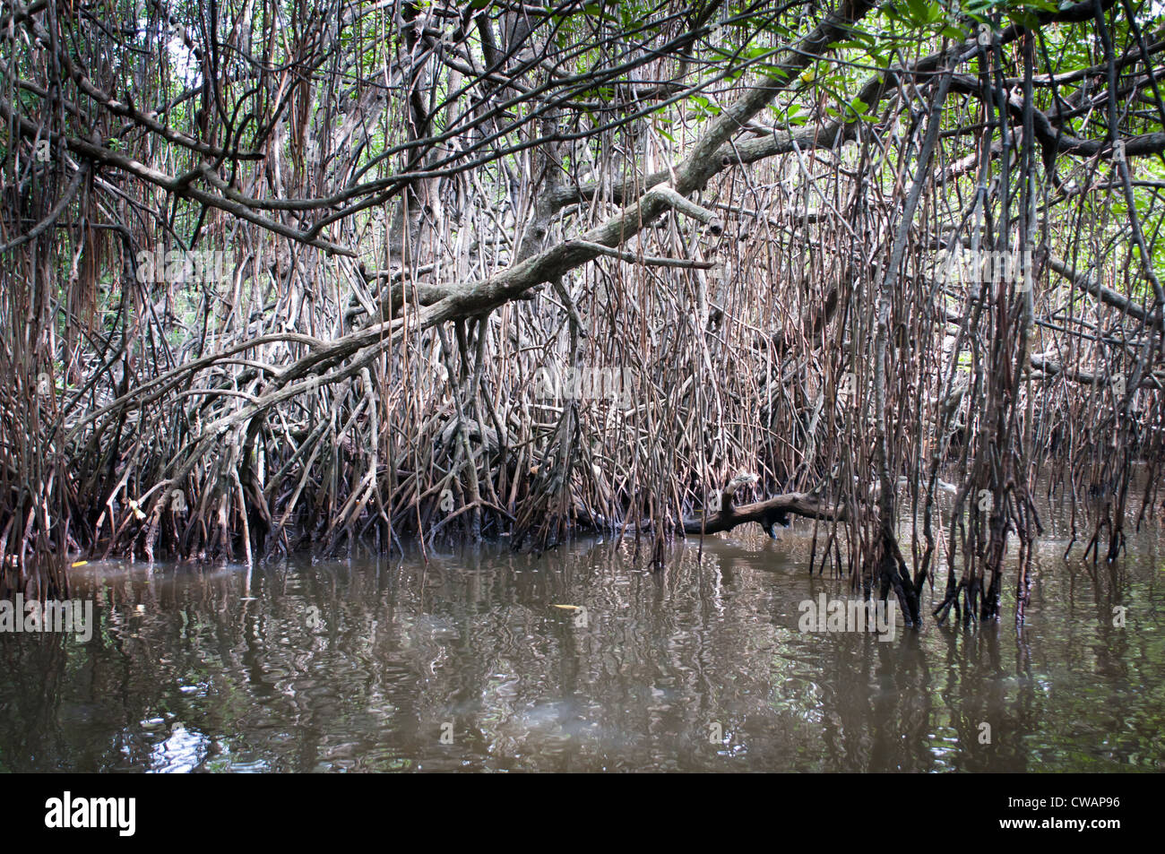 Dense group of mangrove trees are reflected in a swamp Stock Photo - Alamy