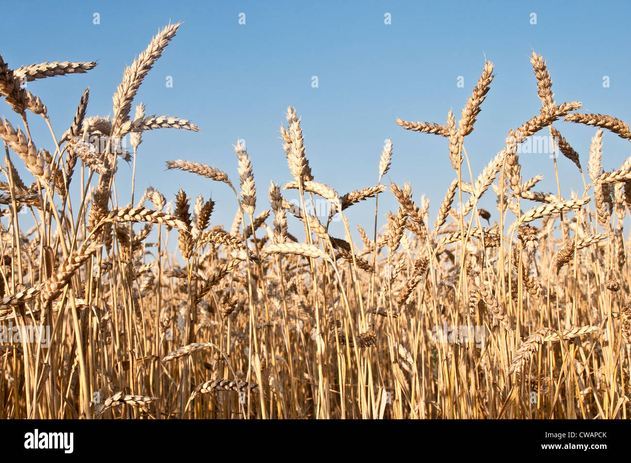 Wheat plant hi-res stock photography and images - Alamy