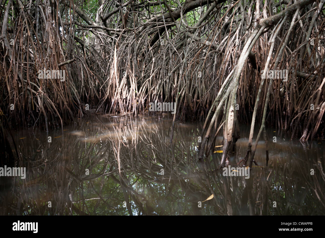 Stem of a mangrove tree High Resolution Stock Photography and Images ...