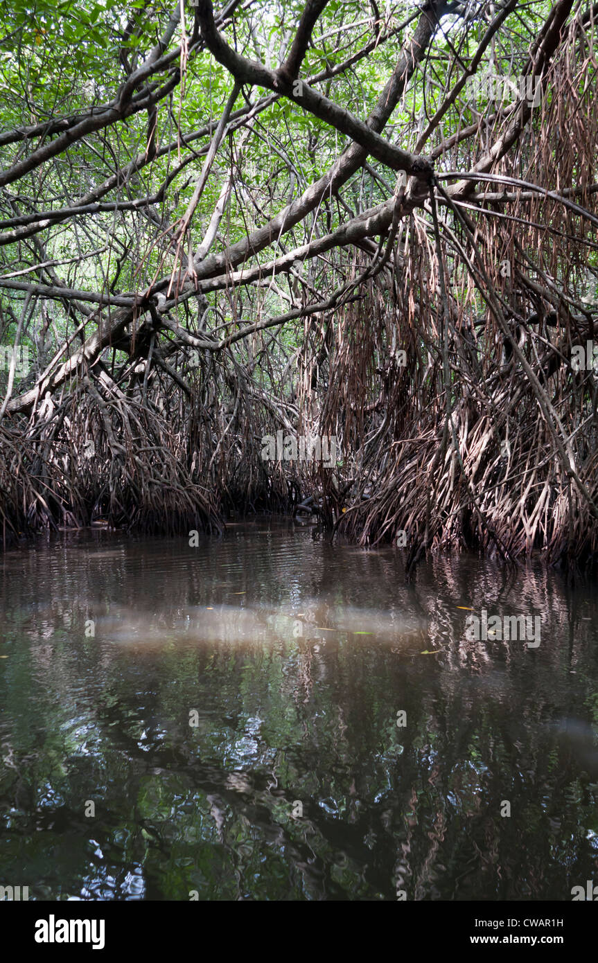 Dense group of mangrove trees are reflected in a swamp Stock Photo - Alamy
