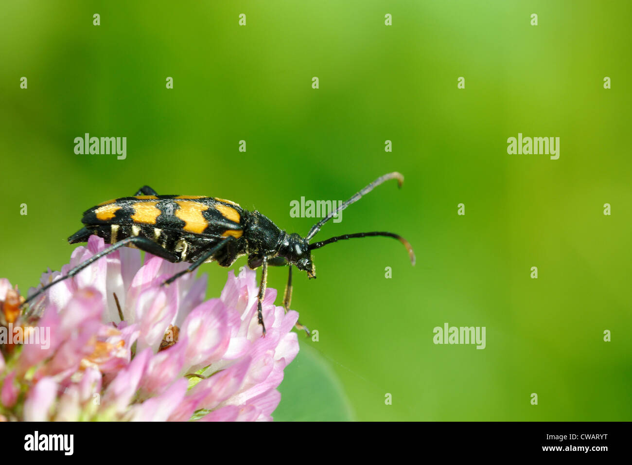 Longhorn beetle (Strangalia quadrifasciata) on a flower of clover Stock ...