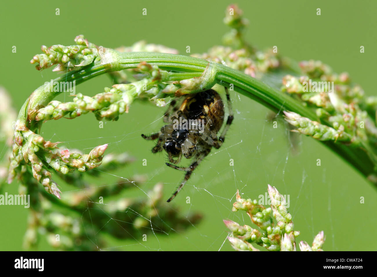 European garden spider (Araneus diadematus Stock Photo - Alamy