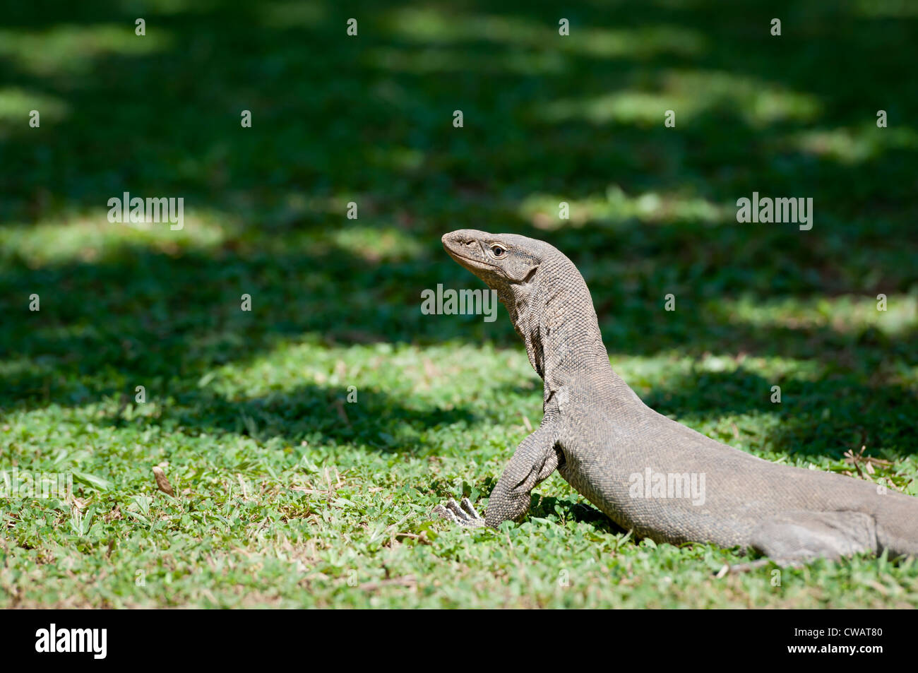Wild varanus is looking for a prey. Focus on the varanus eye Stock ...