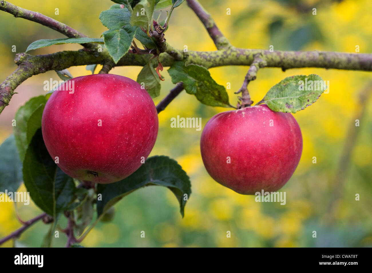 Malus domestica 'Red Devil'. Apples growing in an English orchard Stock ...