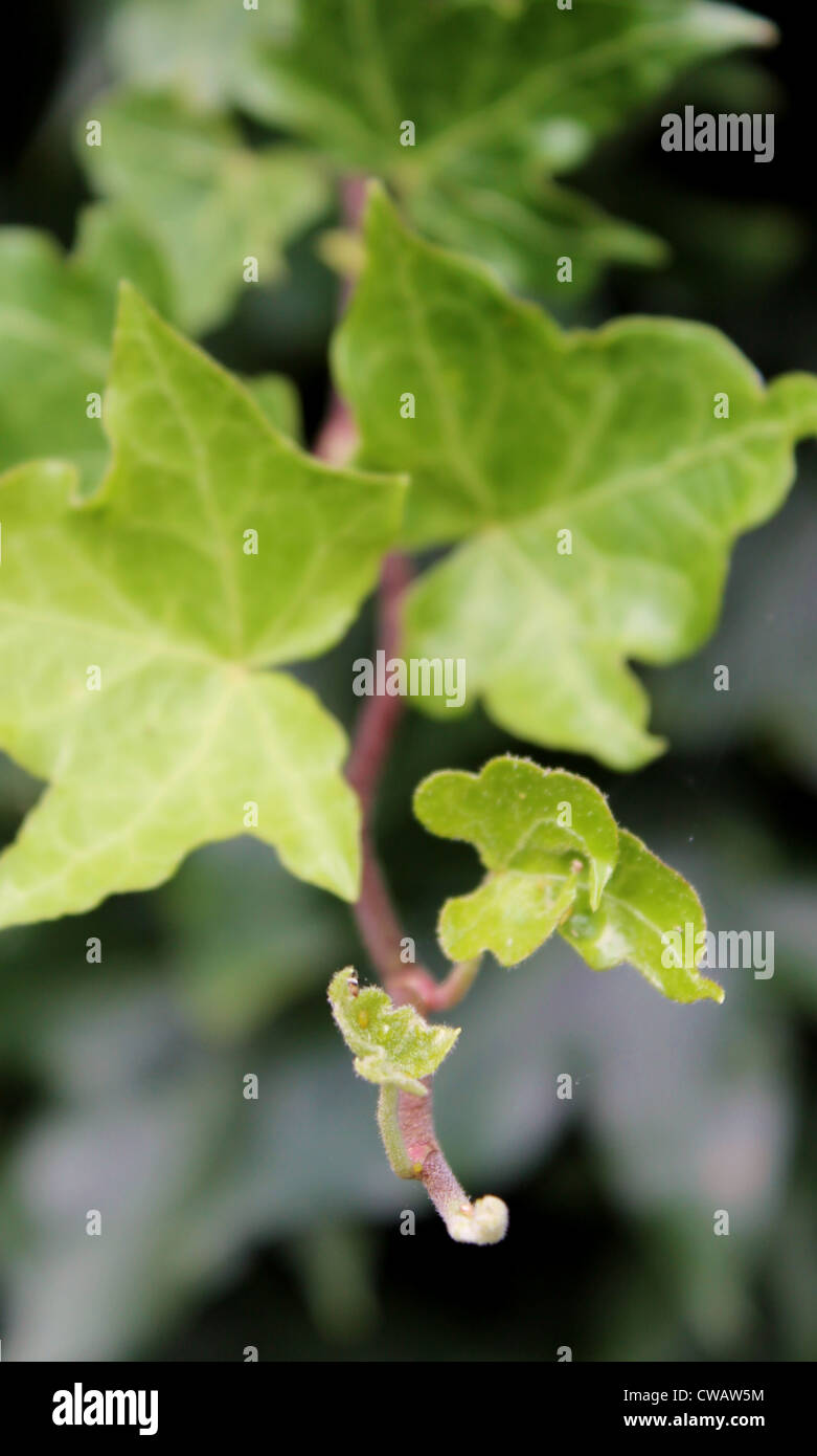 New shoots of Ivy Stock Photo - Alamy