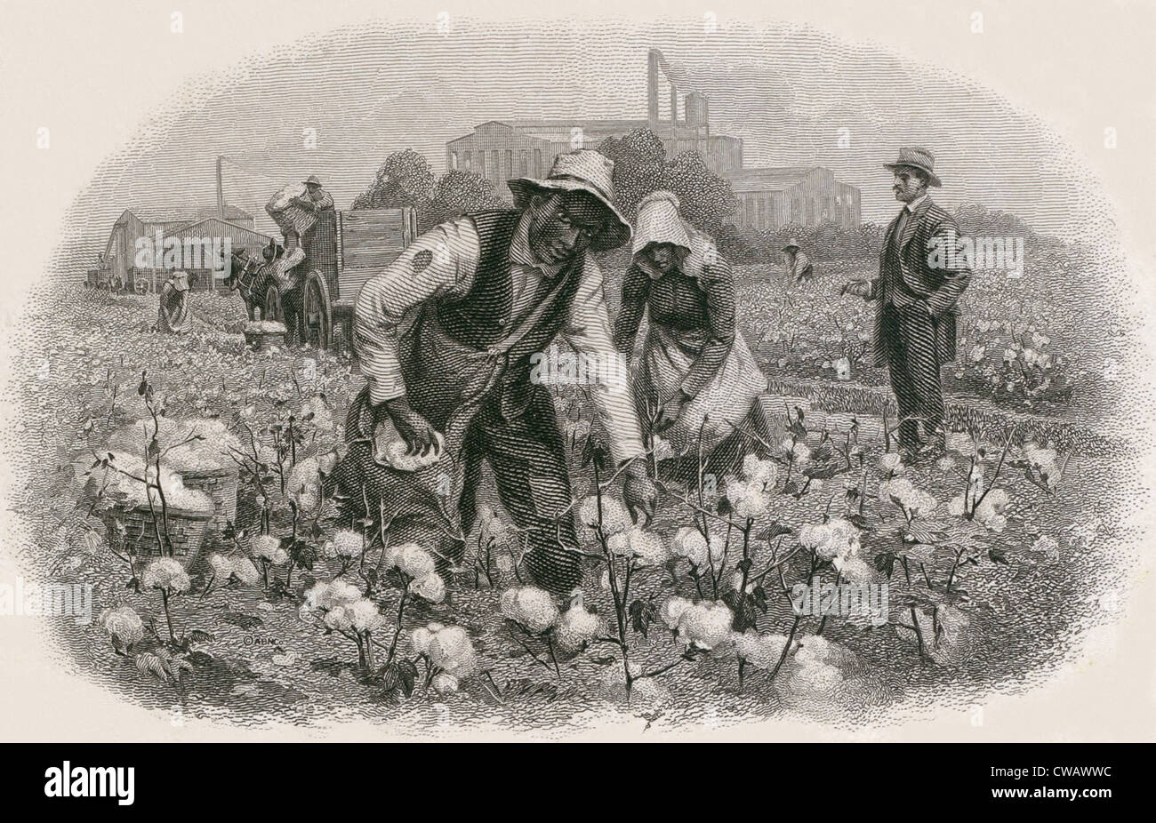 Cotton picking engraving hi-res stock photography and images - Alamy