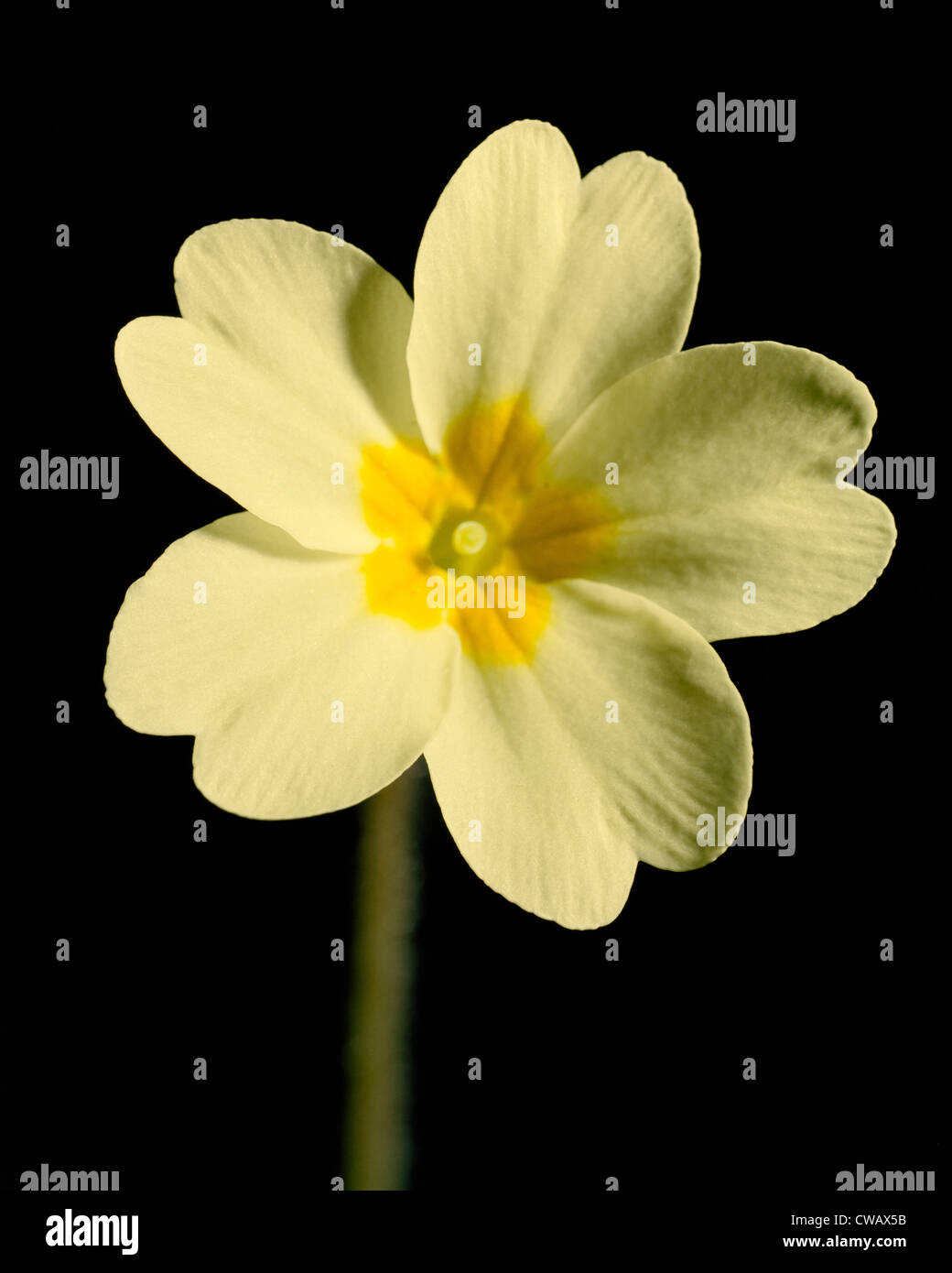 Single primrose flower close-up against black background Stock Photo ...