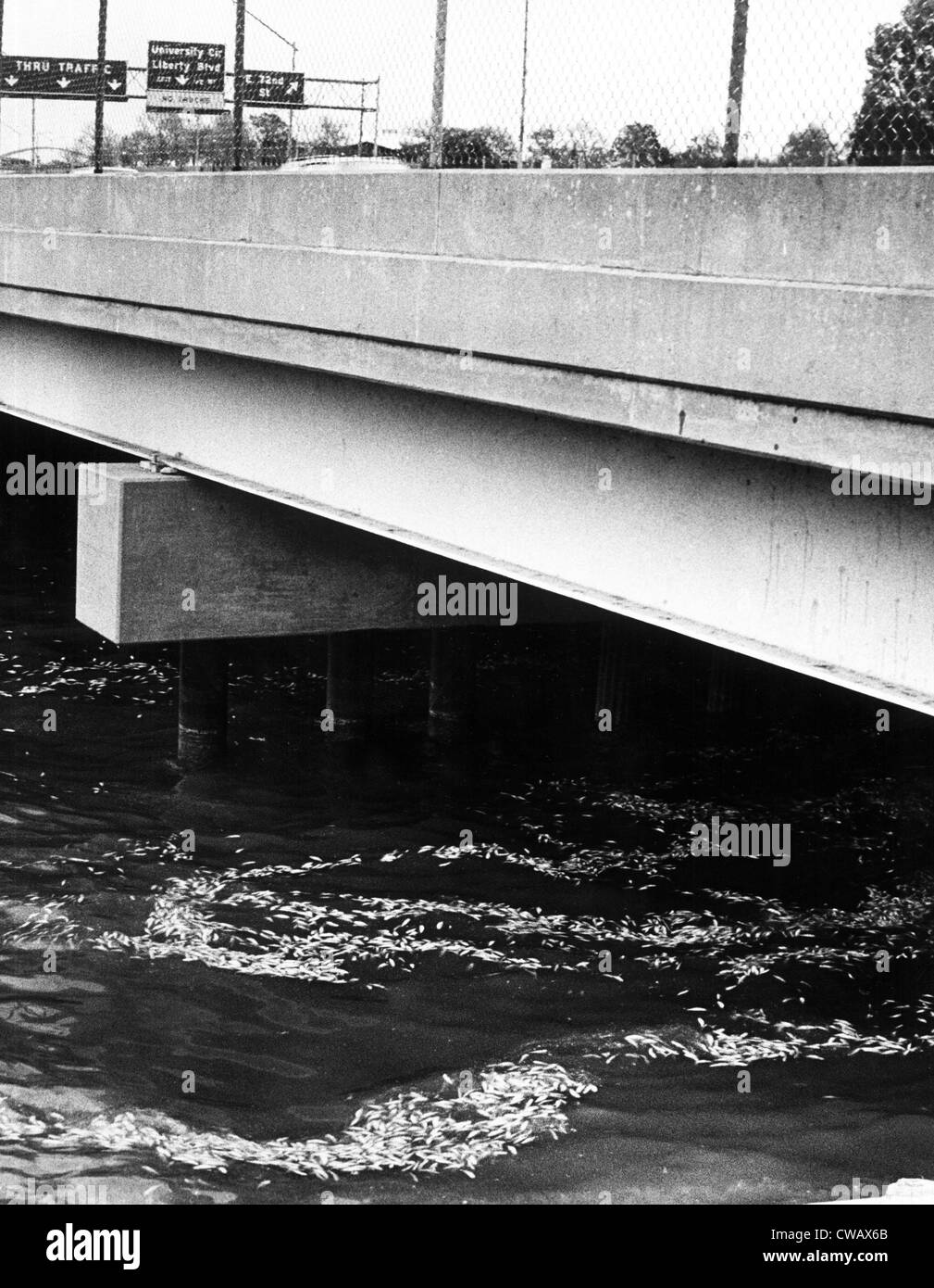 Lake Erie, polluted with dead shad, Cleveland, Ohio, ca. late-1970s ...