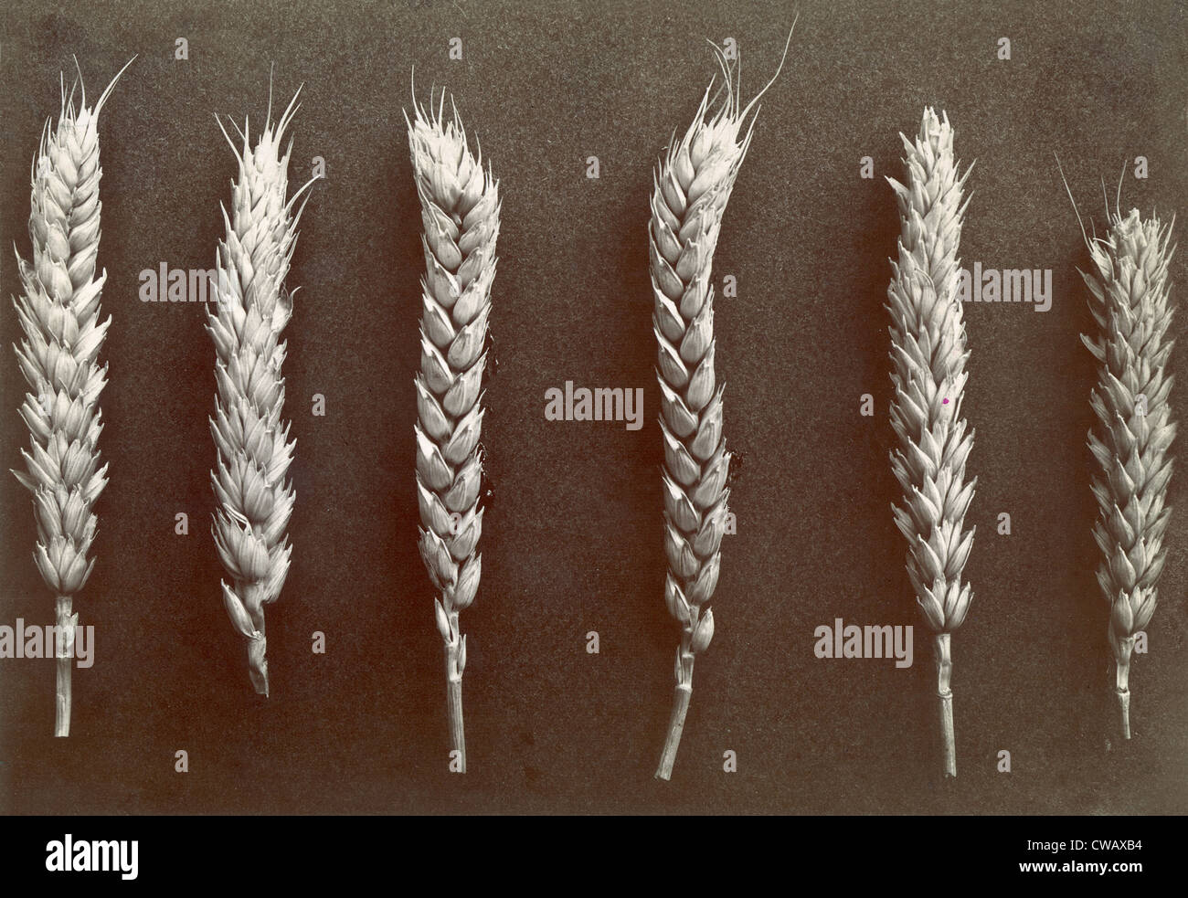 Wheat. Courtesy: CSU Archives / Everett Collection Stock Photo - Alamy