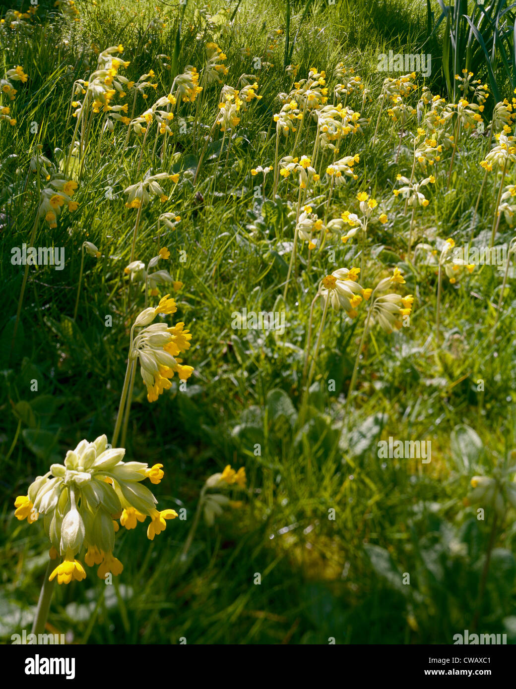Cowslips hi-res stock photography and images - Alamy
