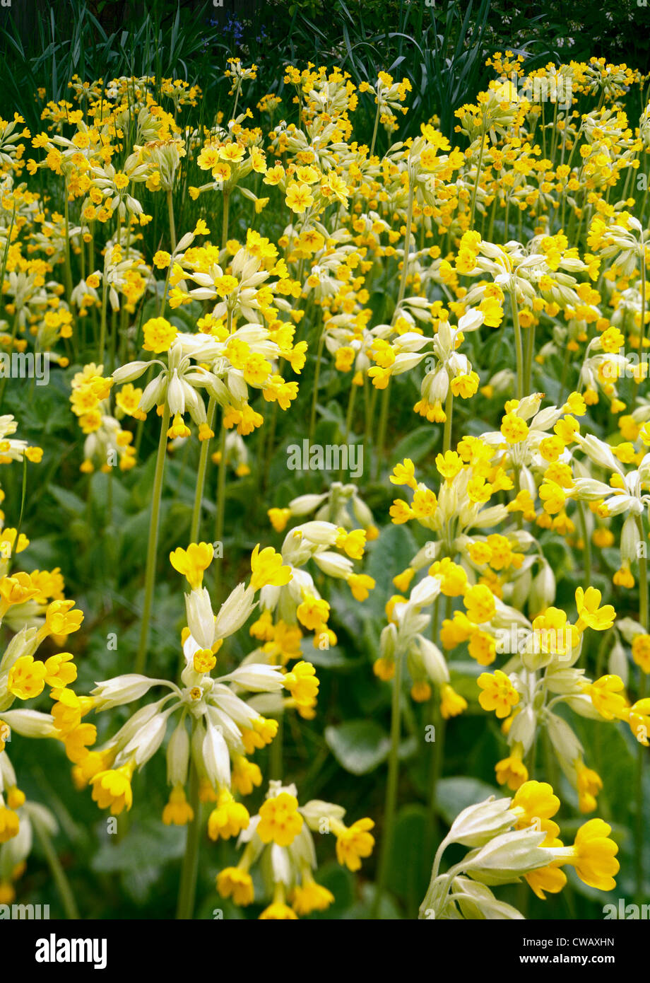 Massed hi-res stock photography and images - Alamy