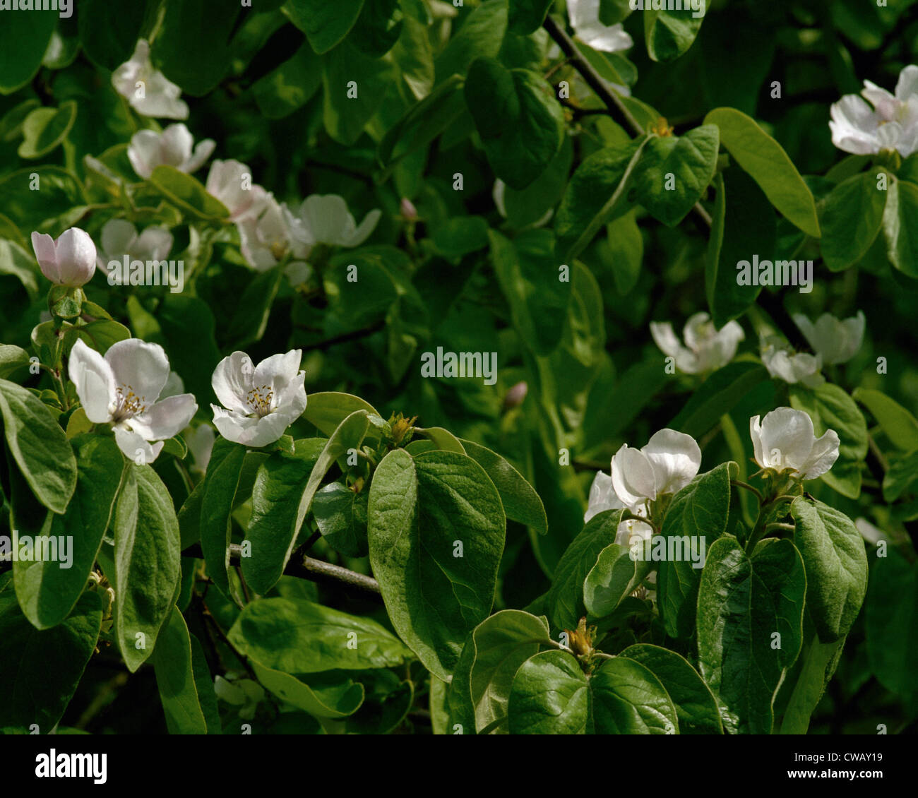 Quince vranja blossom hi-res stock photography and images - Alamy