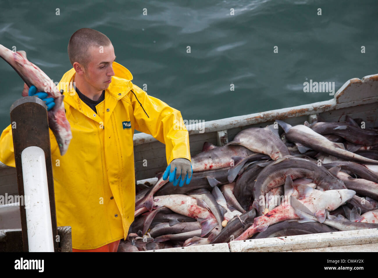 Chatham Fish Pier High Resolution Stock Photography and Images - Alamy