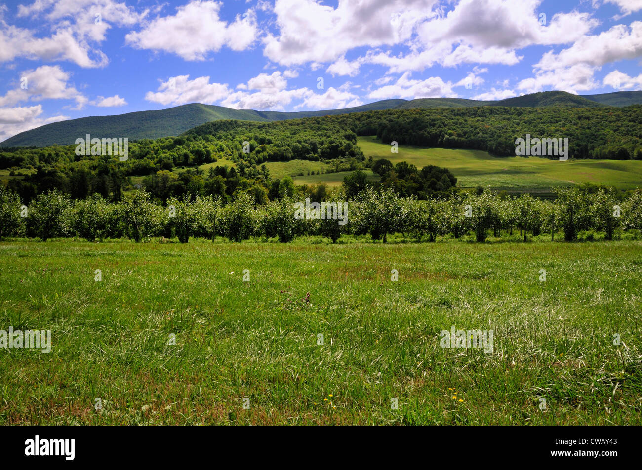 Green fields and hills of the Berkshires in Massachusetts Stock Photo ...