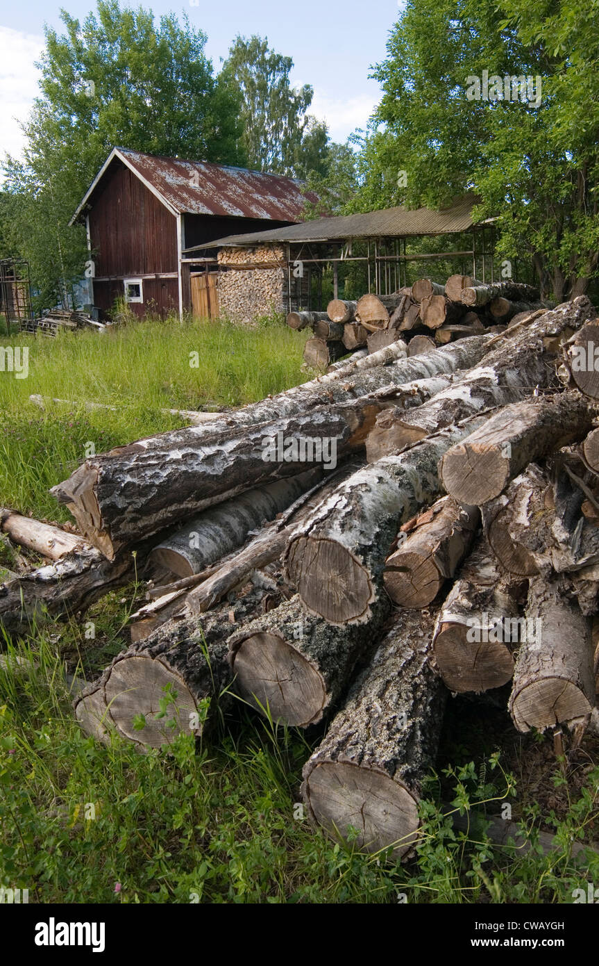 log logs firewood wood fire silver birch tree trees Stock Photo - Alamy